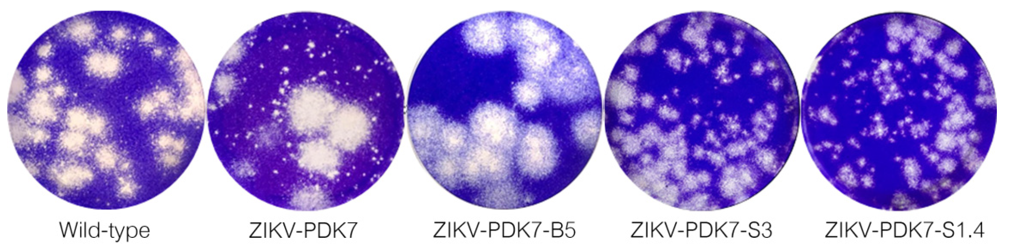 A Small-Plaque Isolate of the Zika Virus with Envelope Domain III ...