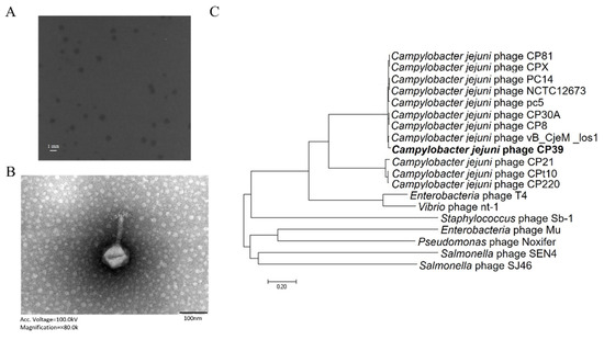 Campylobacter jejuni Developed the Resistance to Bacteriophage CP39 by ...