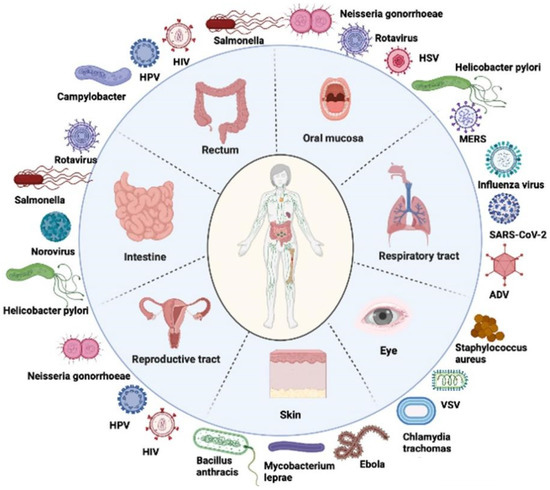 Viruses | Free Full-Text | Strategies to Develop a Mucosa-Targeting ...