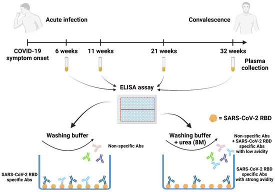 Evolution of Anti-RBD IgG Avidity following SARS-CoV-2 Infection