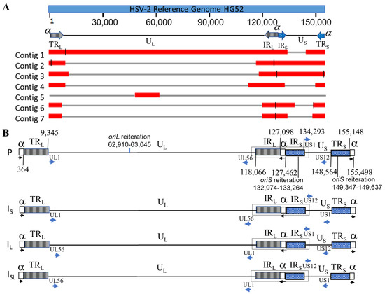 Complete Genome Sequence of Herpes Simplex Virus 2 Strain G