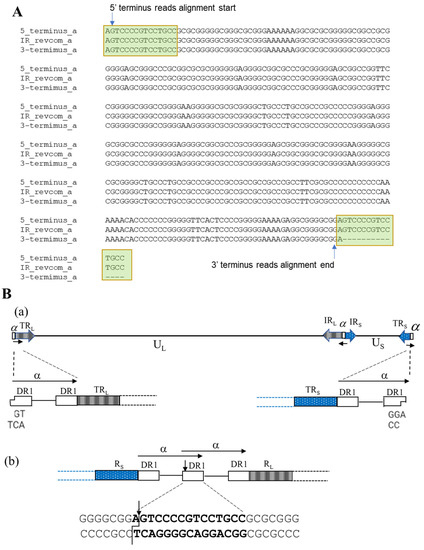 Complete Genome Sequence of Herpes Simplex Virus 2 Strain G