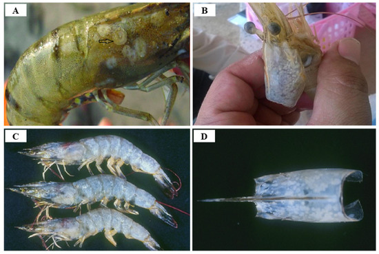 Viral Shrimp Diseases Listed by the OIE: A Review