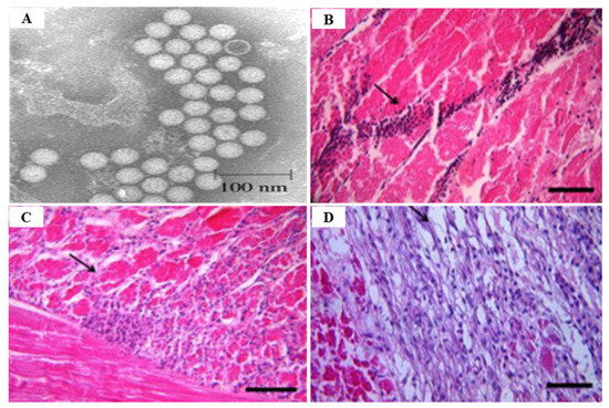 Viral Shrimp Diseases Listed by the OIE: A Review
