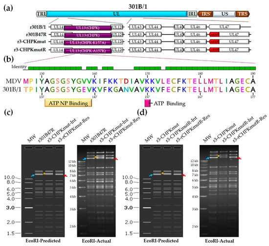 The Conserved Herpesviridae Protein Kinase (CHPK) of Gallid ...