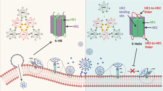 Viruses | Free Full-Text | A Five-Helix-Based SARS-CoV-2 Fusion Inhibitor Targeting Heptad ...
