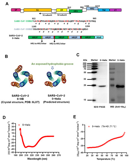 A Five-Helix-Based SARS-CoV-2 Fusion Inhibitor Targeting Heptad Repeat 2 Domain against SARS-CoV ...
