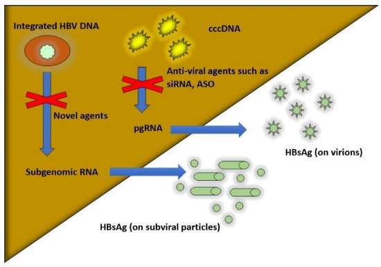 HBsAg Loss as a Treatment Endpoint for Chronic HBV Infection: HBV Cure
