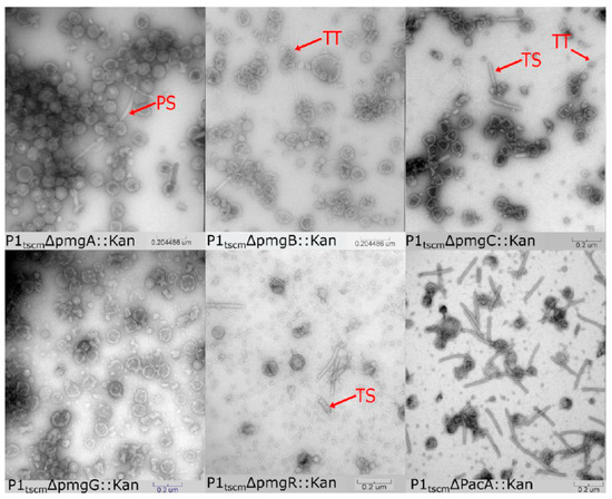 Viruses | Free Full-Text | New Insights into the Structure and Assembly ...