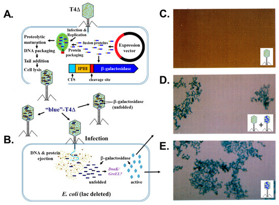 The Beauty of Bacteriophage T4 Research: Lindsay W. Black and the T4 ...