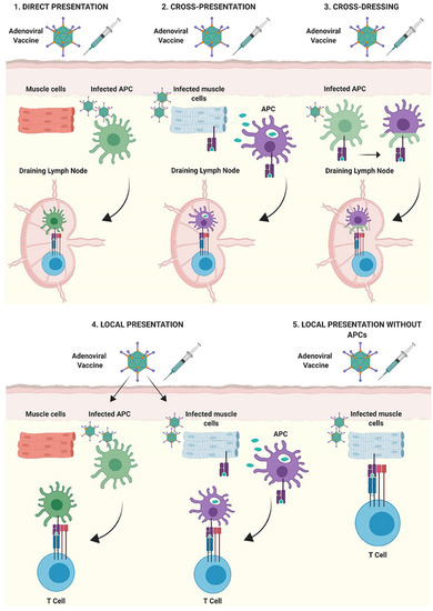 Replicating Viral Vector-Based Vaccines for COVID-19: Potential Avenue ...