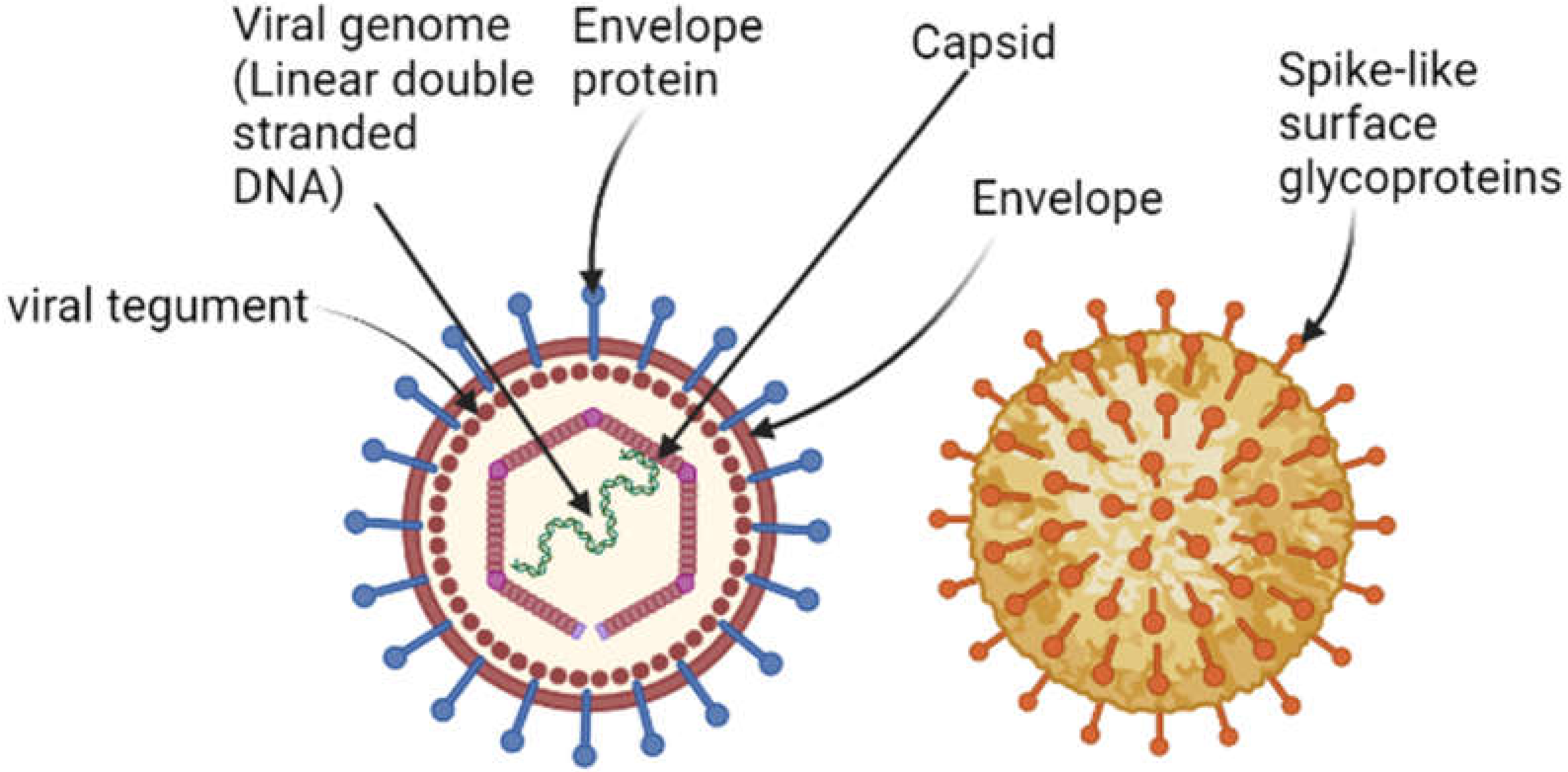 Potential Role of Epstein–Barr Virus in Oral Potentially Malignant ...