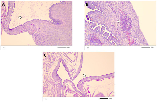 Infection with IBV DMV/1639 at a Young Age Leads to Increased Incidence ...