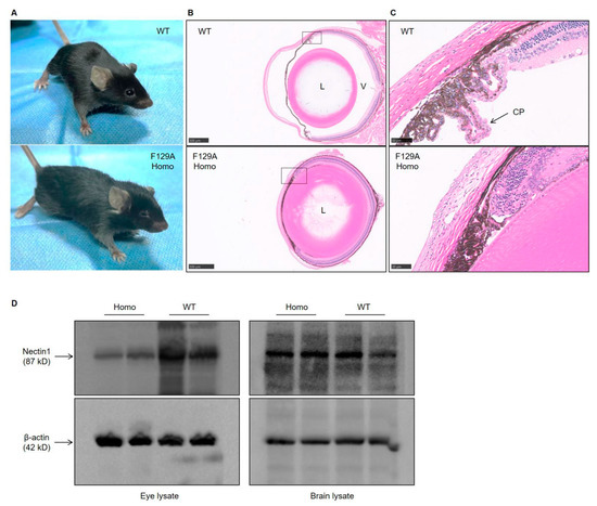 A Nectin1 Mutant Mouse Model Is Resistant to Pseudorabies Virus Infection