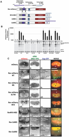 HIV RGB: Automated Single-Cell Analysis of HIV-1 Rev-Dependent RNA ...