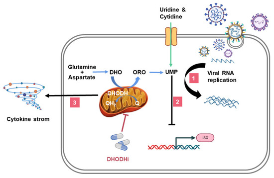 A Broad Antiviral Strategy: Inhibitors of Human DHODH Pave the Way for ...
