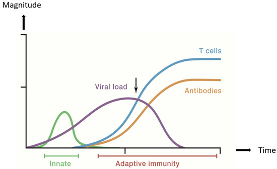 Viruses Free Full Text Innate And Adaptive Immune Responses In The