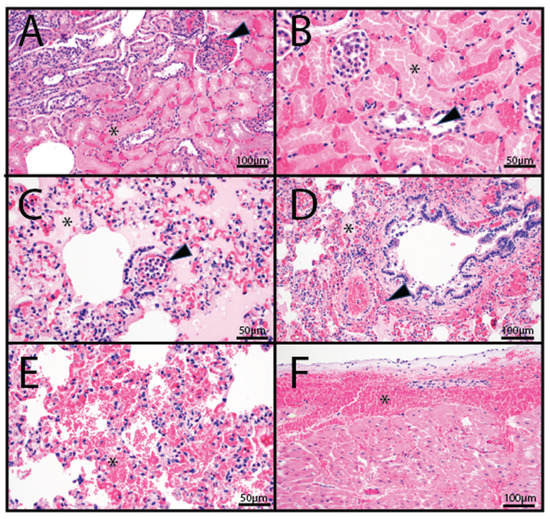 Characterization of a Novel Reassortant Epizootic Hemorrhagic Disease ...