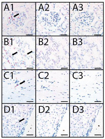 Characterization of a Novel Reassortant Epizootic Hemorrhagic Disease ...