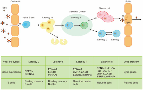 Immunosuppressive Tumor Microenvironment and Immunotherapy of Epstein ...