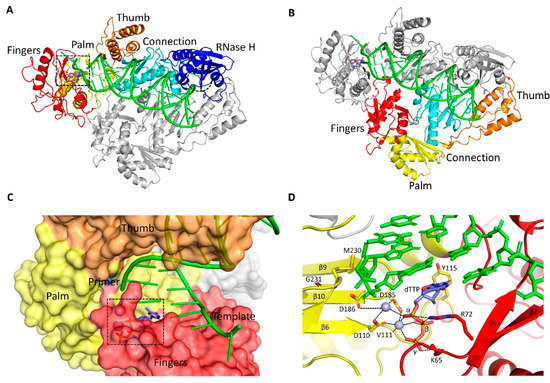 Insights into HIV-1 Reverse Transcriptase (RT) Inhibition and Drug ...