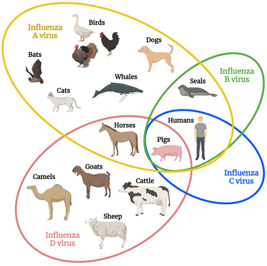 Comparing Influenza Virus Biology for Understanding Influenza D Virus