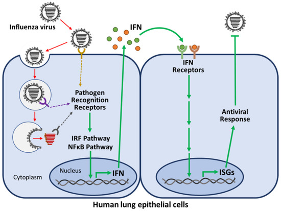 Comparing Influenza Virus Biology for Understanding Influenza D Virus