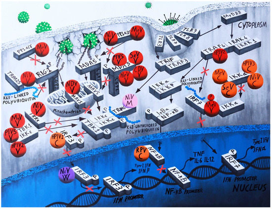 Viruses | Special Issue : Immunopathogenesis of Paramyxoviridae and ...