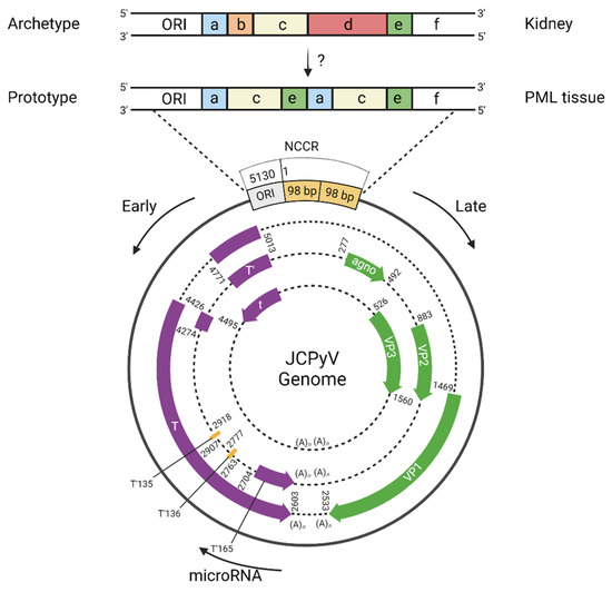 Complexities of JC Polyomavirus Receptor-Dependent and -Independent ...
