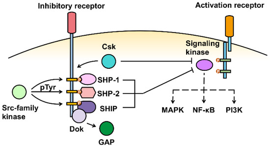 New Targets for Antiviral Therapy: Inhibitory Receptors and Immune ...