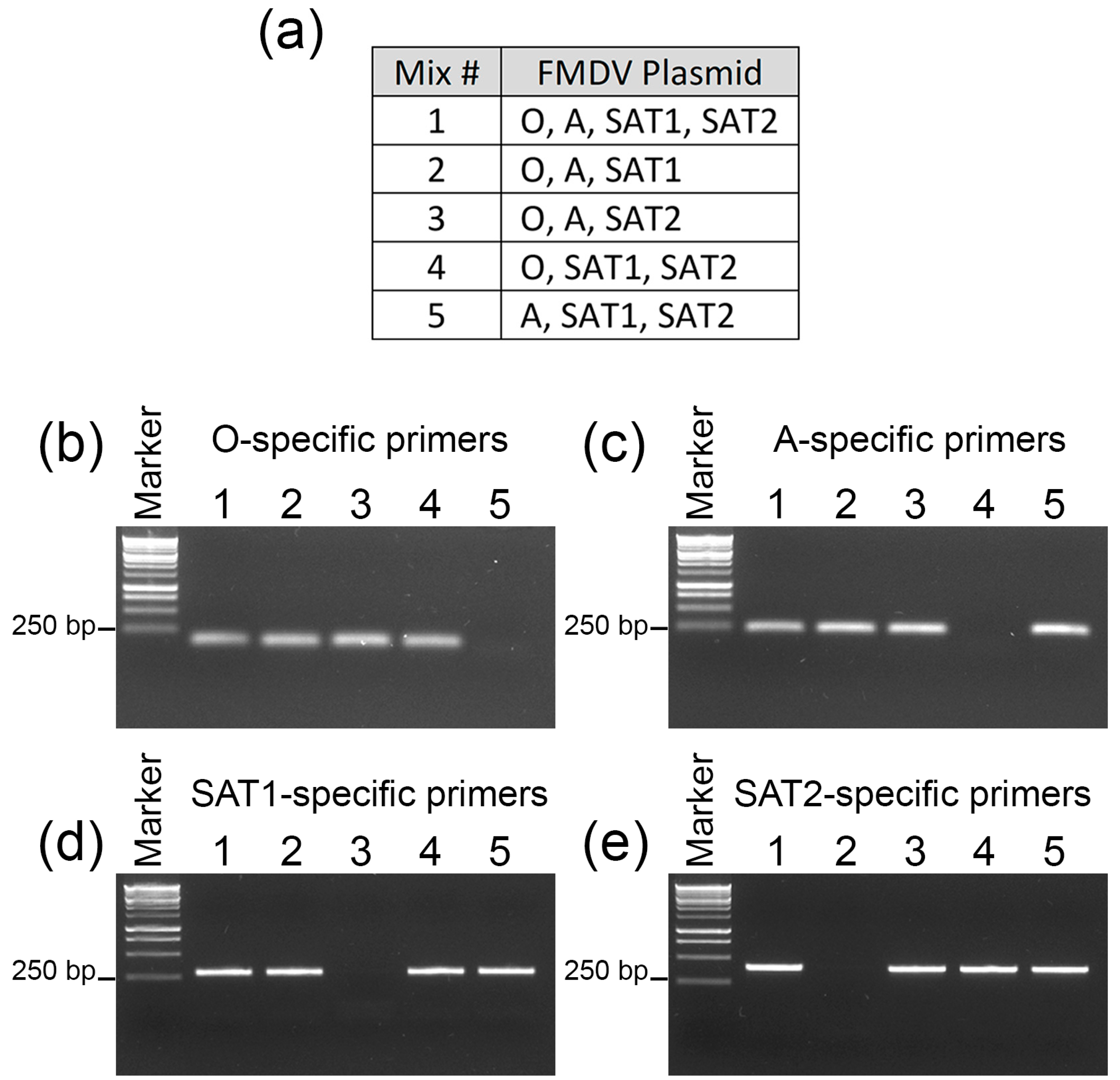 Trans-Encapsidation of Foot-and-Mouth Disease Virus Genomes Facilitates ...