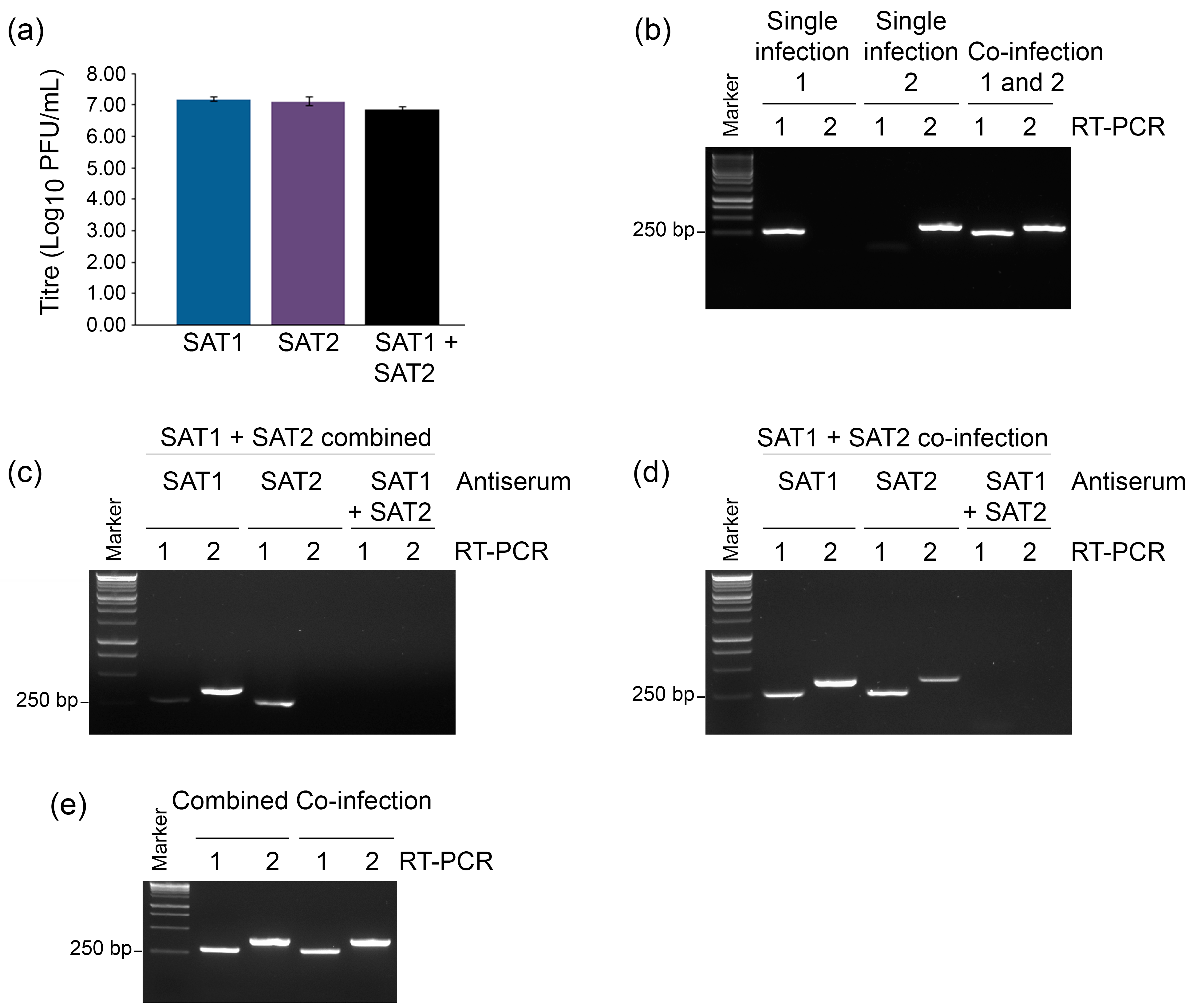 Trans-Encapsidation of Foot-and-Mouth Disease Virus Genomes Facilitates ...