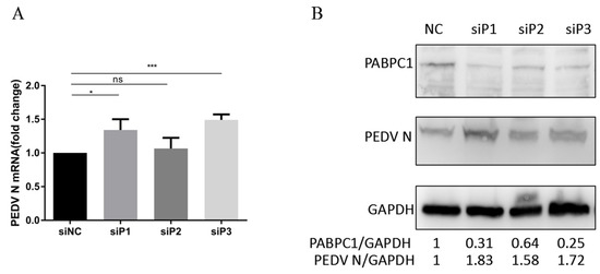 Poly(A)-Binding Protein Cytoplasmic 1 Inhibits Porcine Epidemic ...