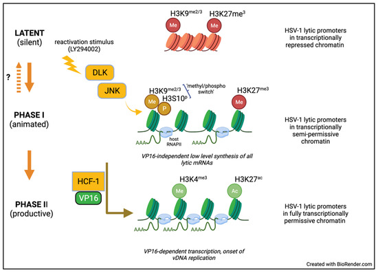 Viruses | Free Full-Text | Impact of Cultured Neuron Models on α ...