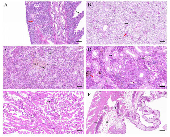 The Isolation and Full-Length Transcriptome Sequencing of a Novel ...