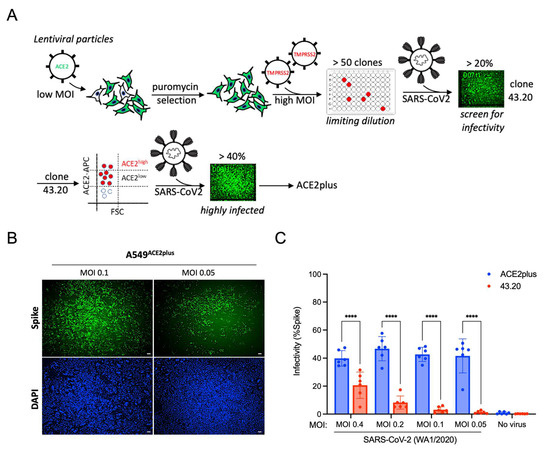 A Newly Engineered A549 Cell Line Expressing ACE2 and TMPRSS2 Is Highly ...