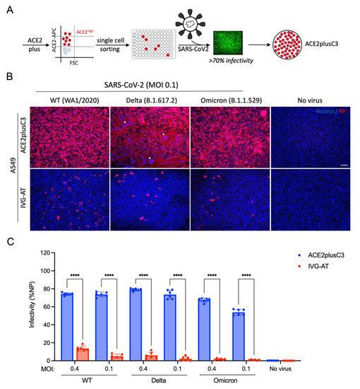 A Newly Engineered A549 Cell Line Expressing ACE2 and TMPRSS2 Is Highly ...