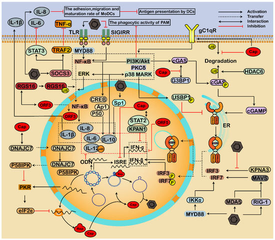 Advances in Crosstalk between Porcine Circoviruses and Host