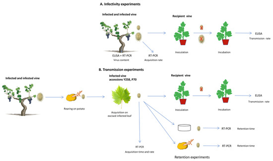 Transmission of Grapevine Ampelo- and Vitiviruses by the Bohemian ...