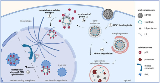 Viruses | Free Full-Text | HPV16 Induces Formation of Virus-p62-PML ...