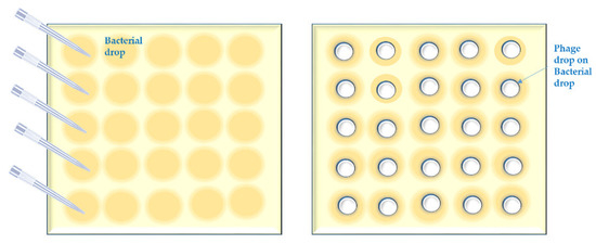 In Vitro Techniques and Measurements of Phage Characteristics That Are ...