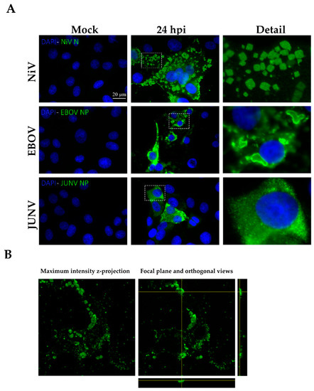 Nipah Virus Infection Generates Ordered Structures in Cellulo