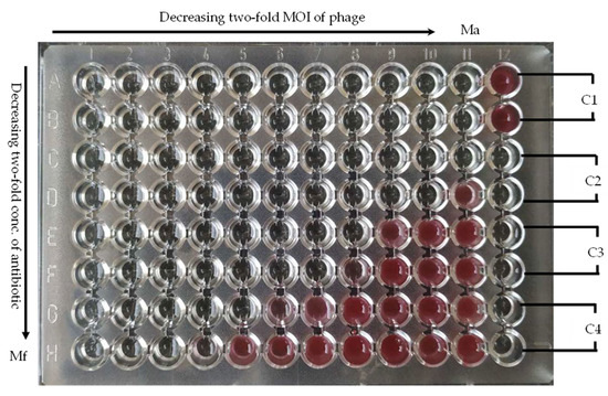 An Optimized Checkerboard Method for Phage-Antibiotic Synergy Detection