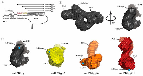Viruses | An Open Access Journal from MDPI