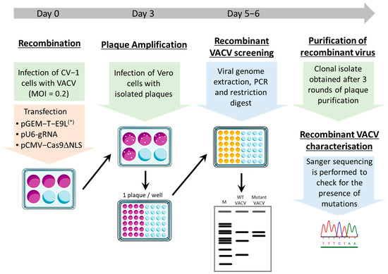 Efficient Method for Generating Point Mutations in the Vaccinia Virus ...