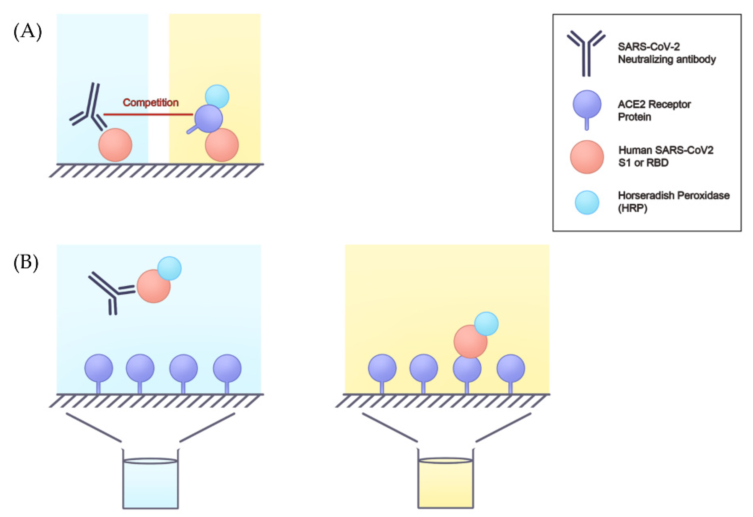 Antibody Neutralization