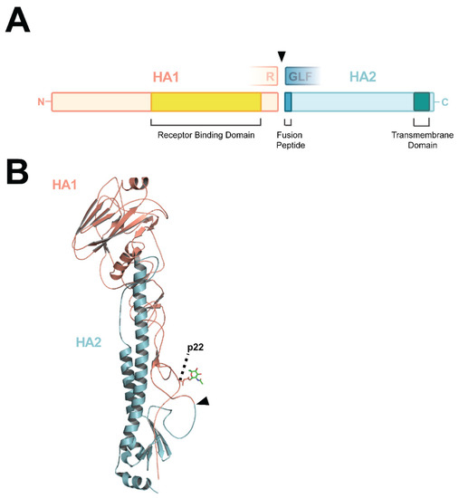 Hemagglutinin Subtype Specificity and Mechanisms of Highly Pathogenic ...