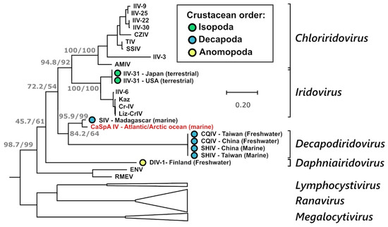 Viruses | An Open Access Journal from MDPI
