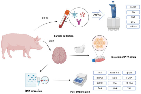 Pseudorabies Virus: From Pathogenesis to Prevention Strategies