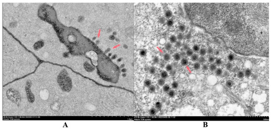 Viruses | Free Full-Text | Simultaneous Isolation and Identification of Largemouth Bass Virus ...